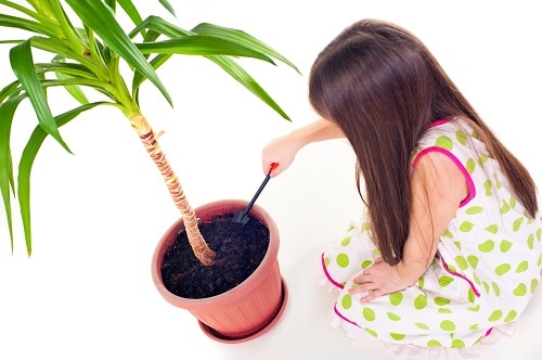 4 Things To Never Do With Your Extra SCOBY | Hybrid Rasta Mama