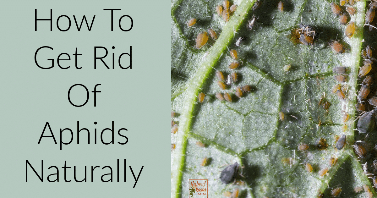 How To Get Rid Of Aphids Naturally | Hybrid Rasta Mama