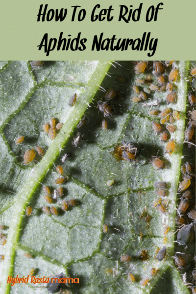 How To Get Rid Of Aphids Naturally | Hybrid Rasta Mama