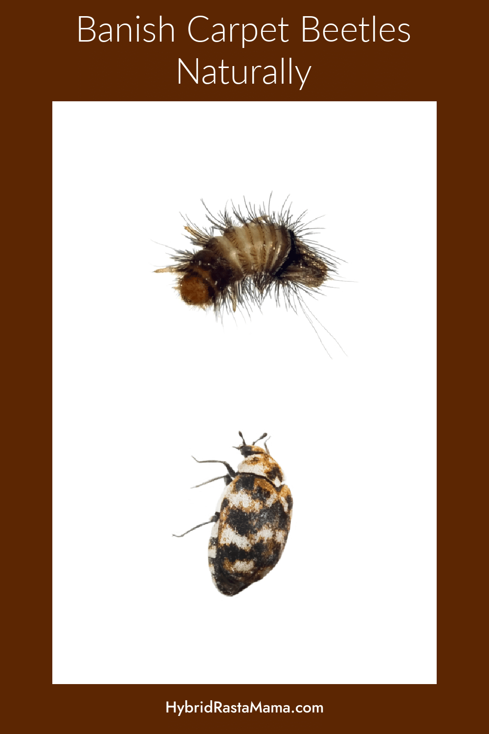 Banish Carpet Beetles Naturally