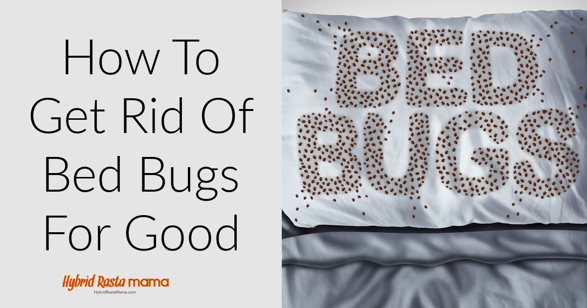 How To Get Rid Of Bed Bugs For Good | Hybrid Rasta Mama