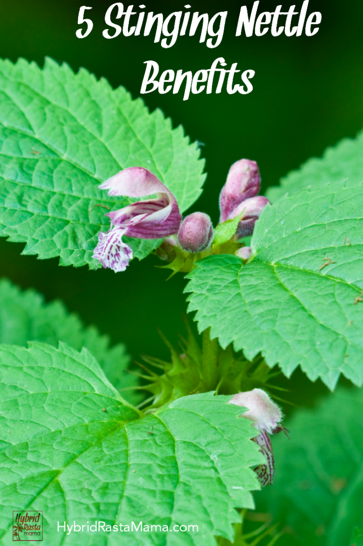 5 Stinging Nettle Benefits | Hybrid Rasta Mama
