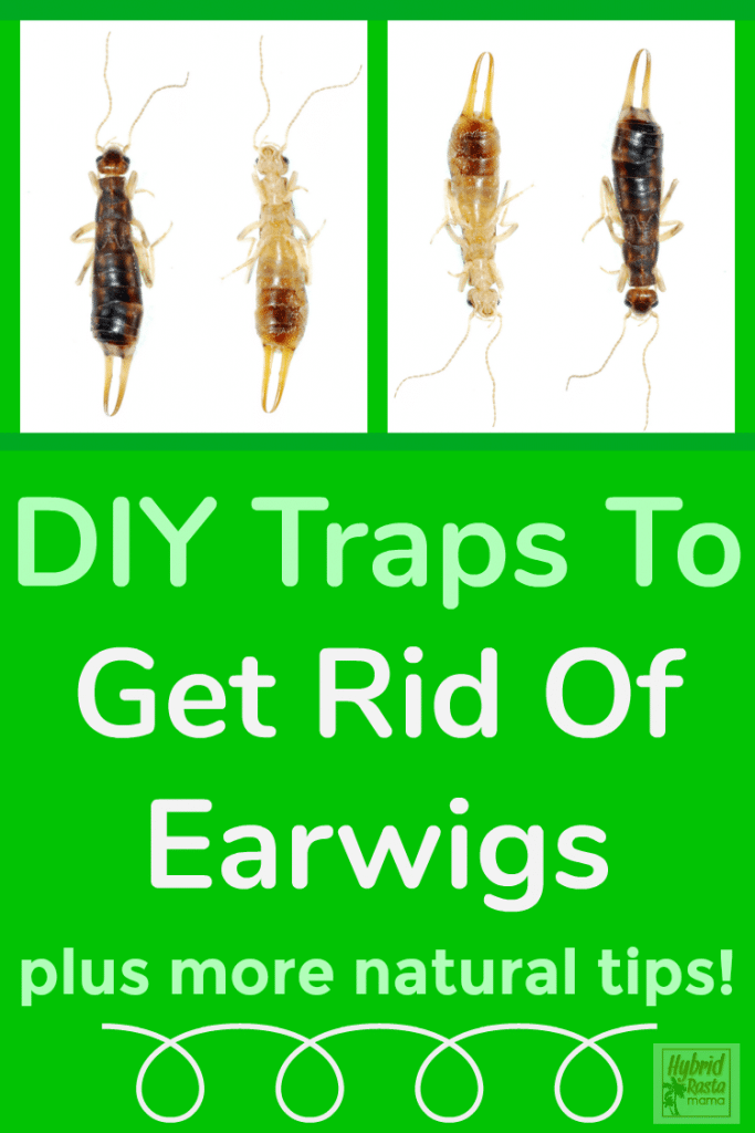 Natural Pest Control For Earwigs | Hybrid Rasta Mama