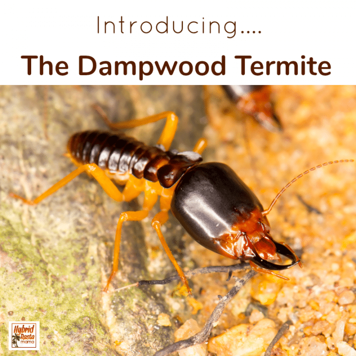 How To Get Rid Of Termites Naturally | Hybrid Rasta Mama