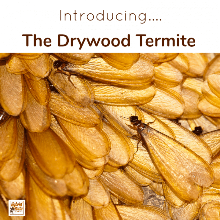 How To Get Rid Of Termites Naturally | Hybrid Rasta Mama
