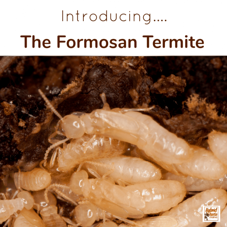 How To Get Rid Of Termites Naturally | Hybrid Rasta Mama