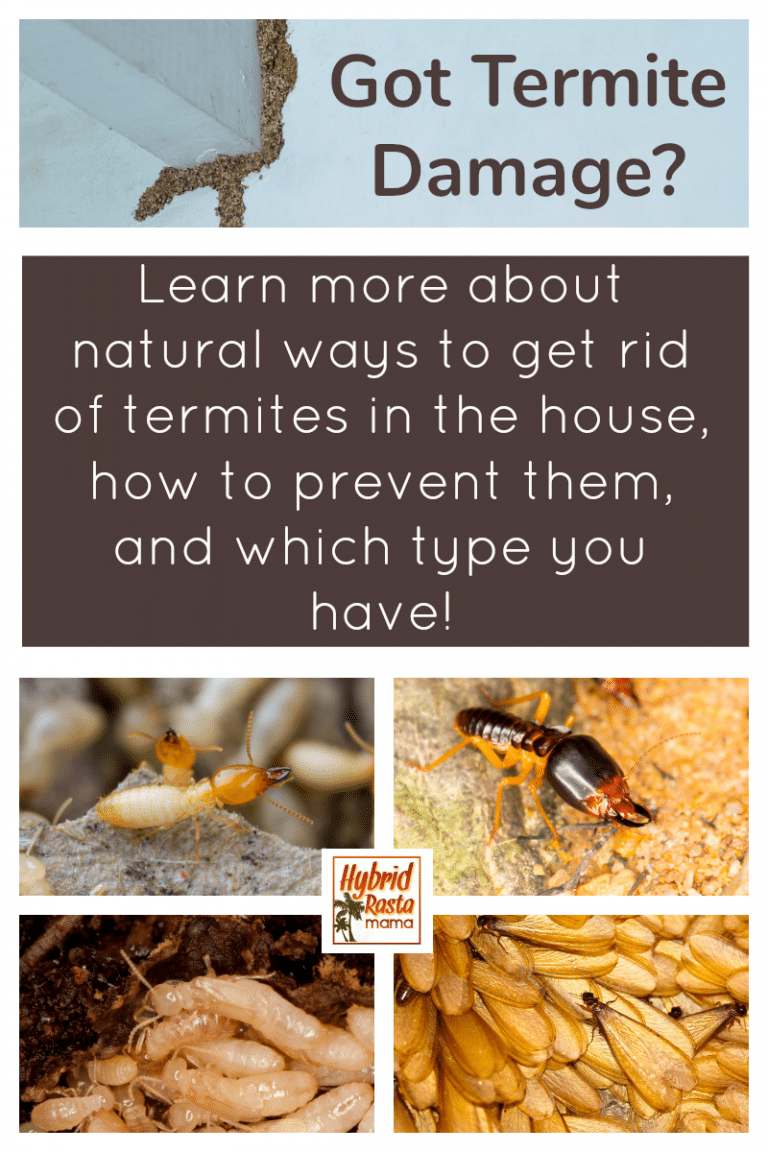 How To Get Rid Of Termites Naturally | Hybrid Rasta Mama