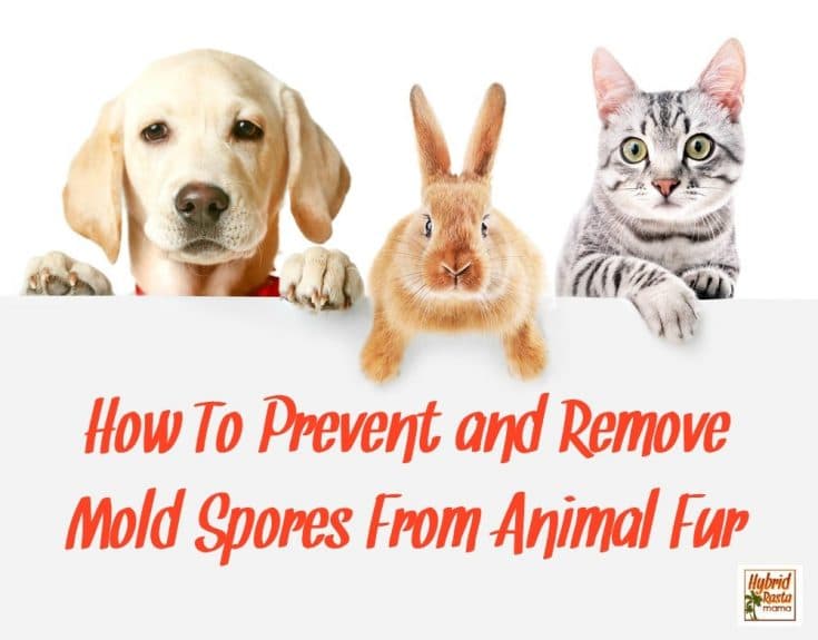 How To Remove Mold Spores From Animal Fur | Hybrid Rasta Mama