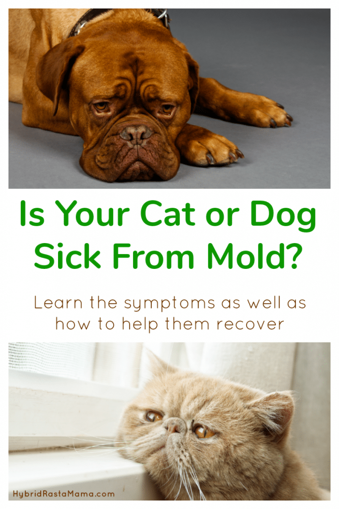 How Toxic Mold Affects Pets & How To Help Them Recover | Hybrid Rasta Mama