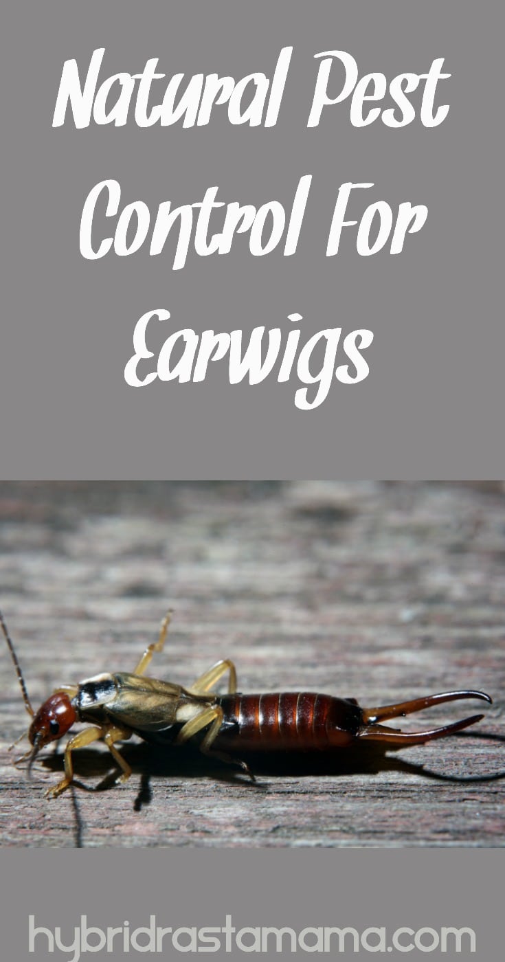 Natural Pest Control For Earwigs | Hybrid Rasta Mama