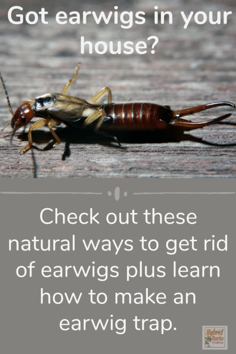 Natural Pest Control For Earwigs | Hybrid Rasta Mama