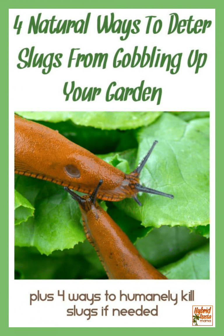 4 Natural Ways To Get Rid Of Slugs In The Garden | Hybrid Rasta Mama