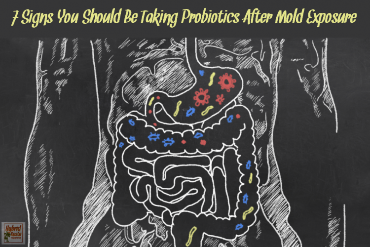 7 Signs You Should Be Taking Probiotics After Mold Exposure | Hybrid ...